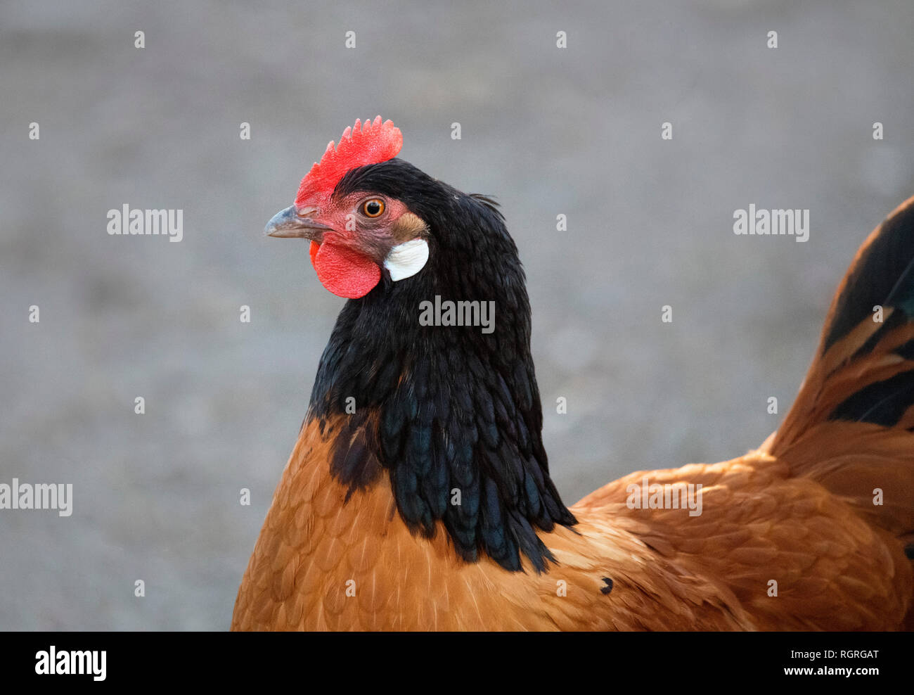 Vorwerk Huhn, Henne Stockfotografie - Alamy