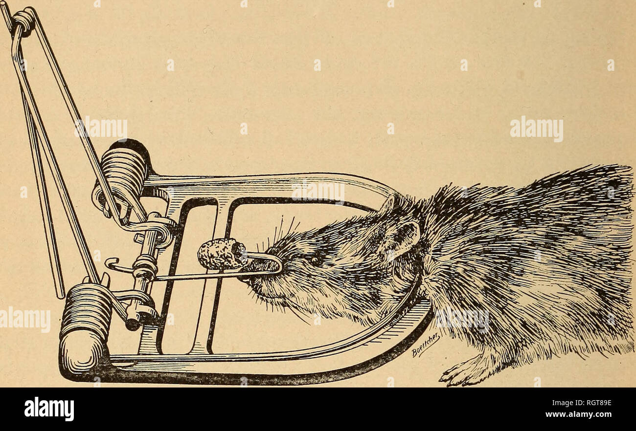 Braune ratte london -Fotos und -Bildmaterial in hoher Auflösung – Alamy