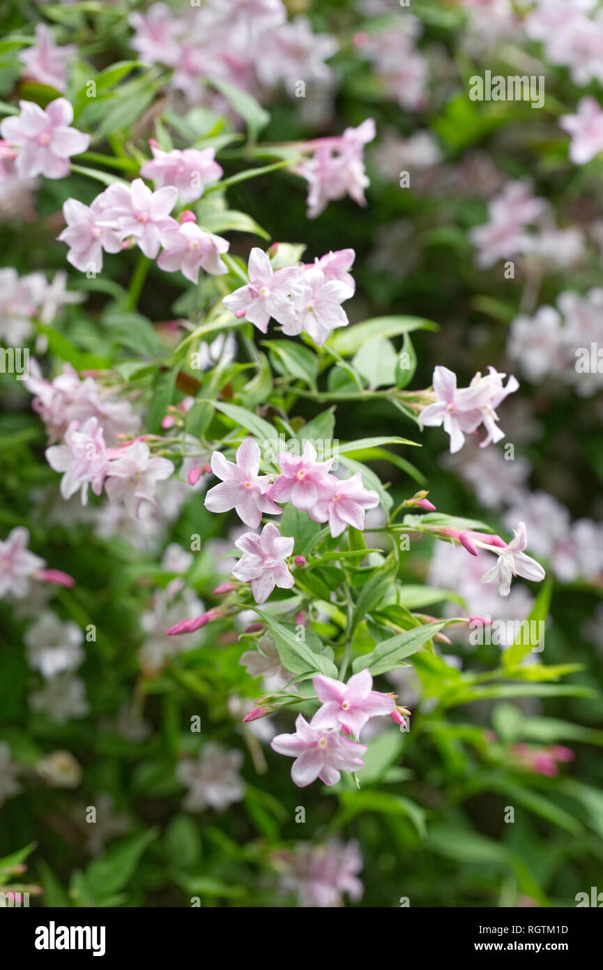 Jasminum stephanense -Fotos und -Bildmaterial in hoher Auflösung – Alamy