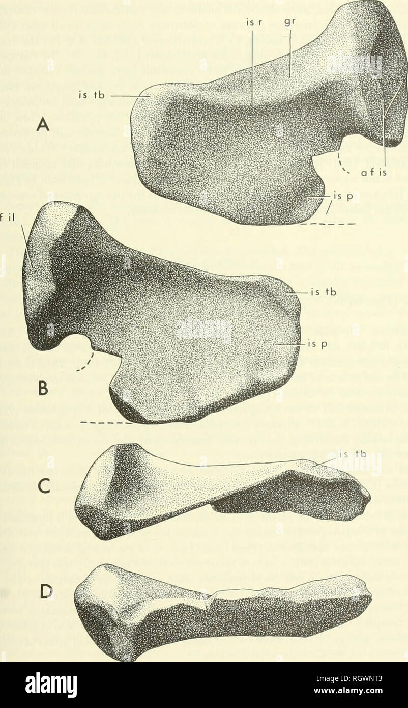 Tuberositas ischiadicum -Fotos und -Bildmaterial in hoher Auflösung – Alamy
