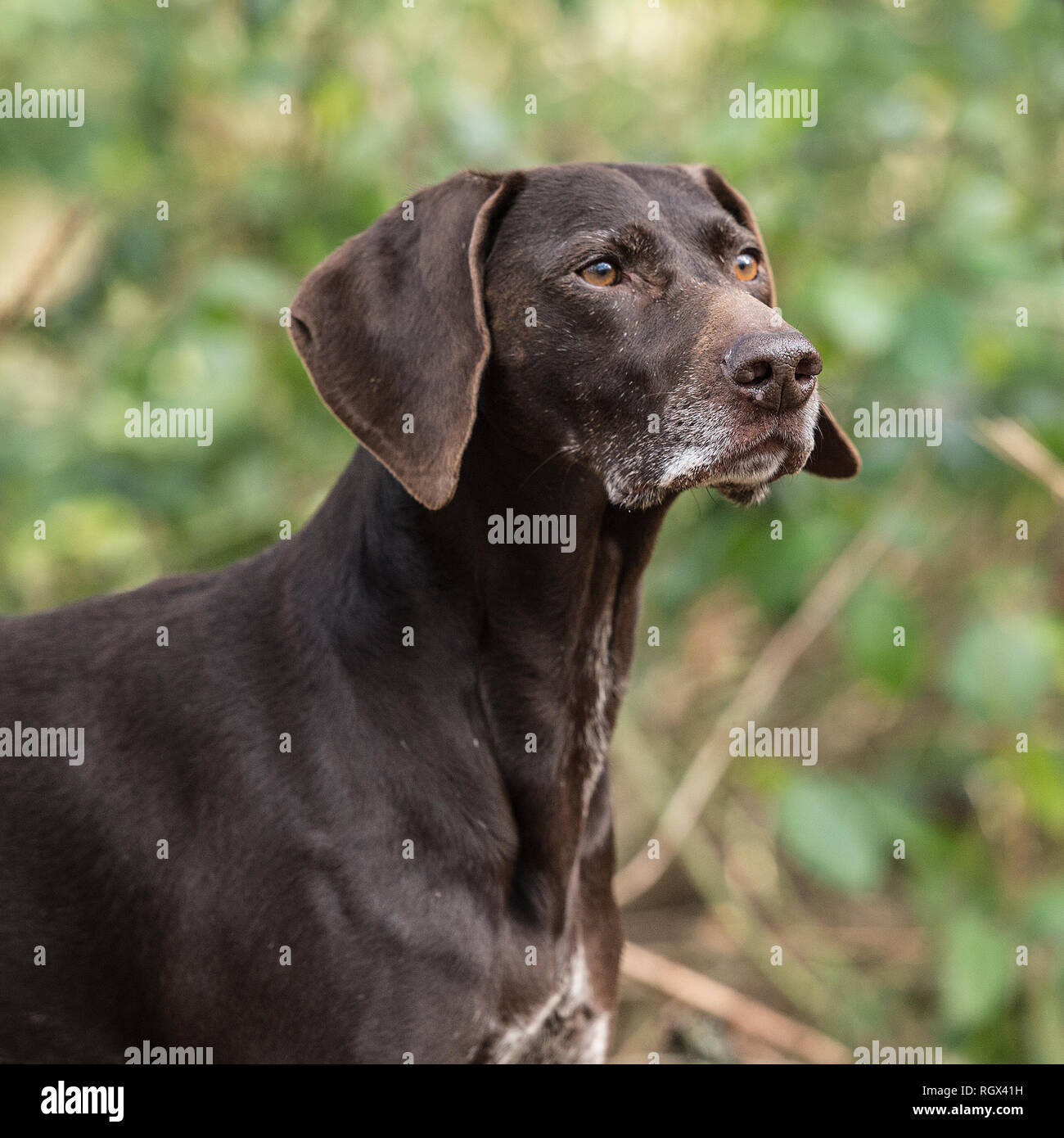 German hunting dog -Fotos und -Bildmaterial in hoher Auflösung – Alamy