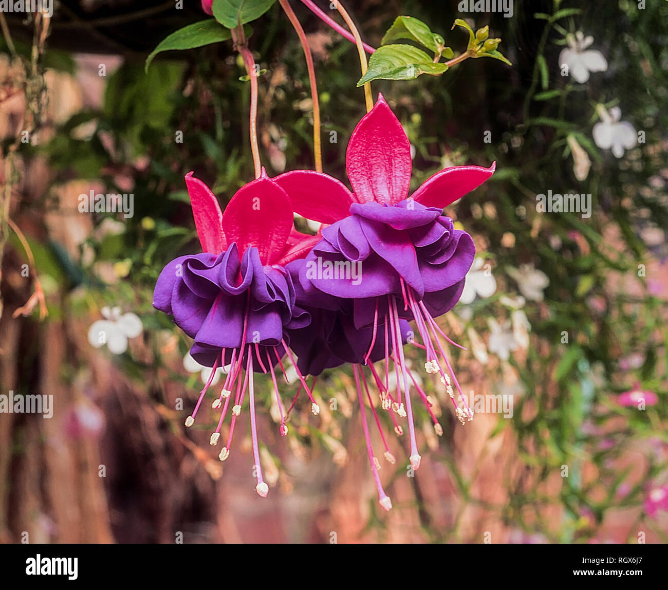Fuchsia royal samt -Fotos und -Bildmaterial in hoher Auflösung – Alamy
