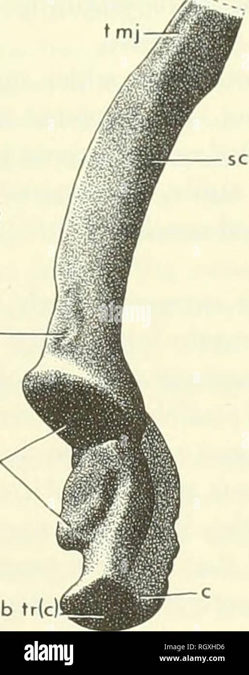 . Bulletin. Natural History.tr (s). Wanne tr (c! Abb. 17. Links ...