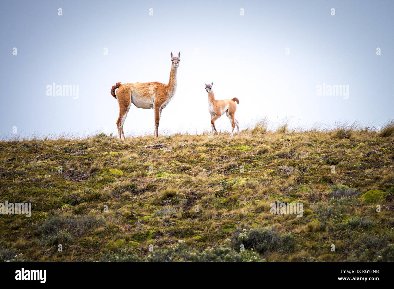 Baby guanaco -Fotos und -Bildmaterial in hoher Auflösung – Alamy