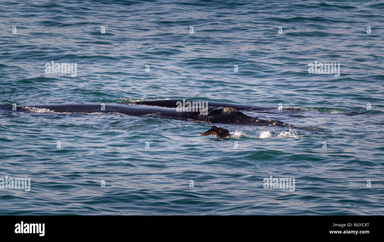 Southern right whale south africa -Fotos und -Bildmaterial in hoher ...
