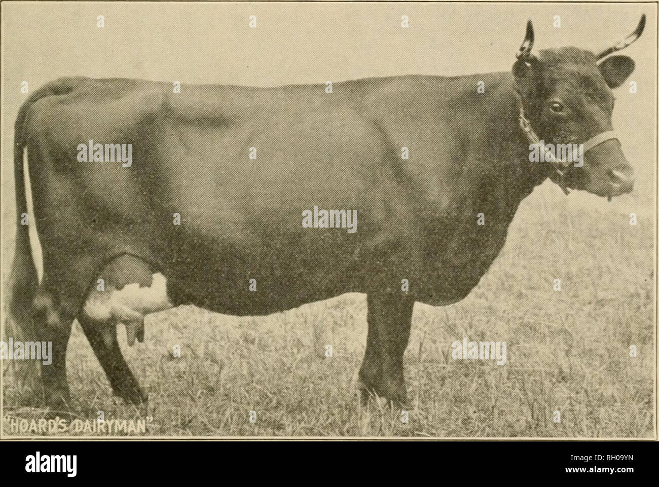 Dexter cattle show -Fotos und -Bildmaterial in hoher Auflösung – Alamy