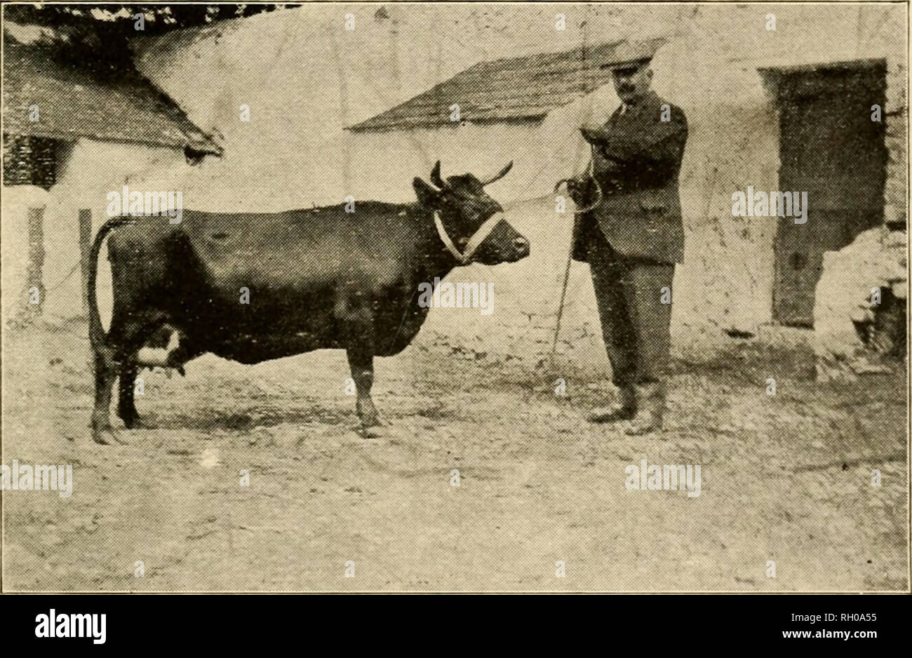 Dexter cattle show -Fotos und -Bildmaterial in hoher Auflösung – Alamy