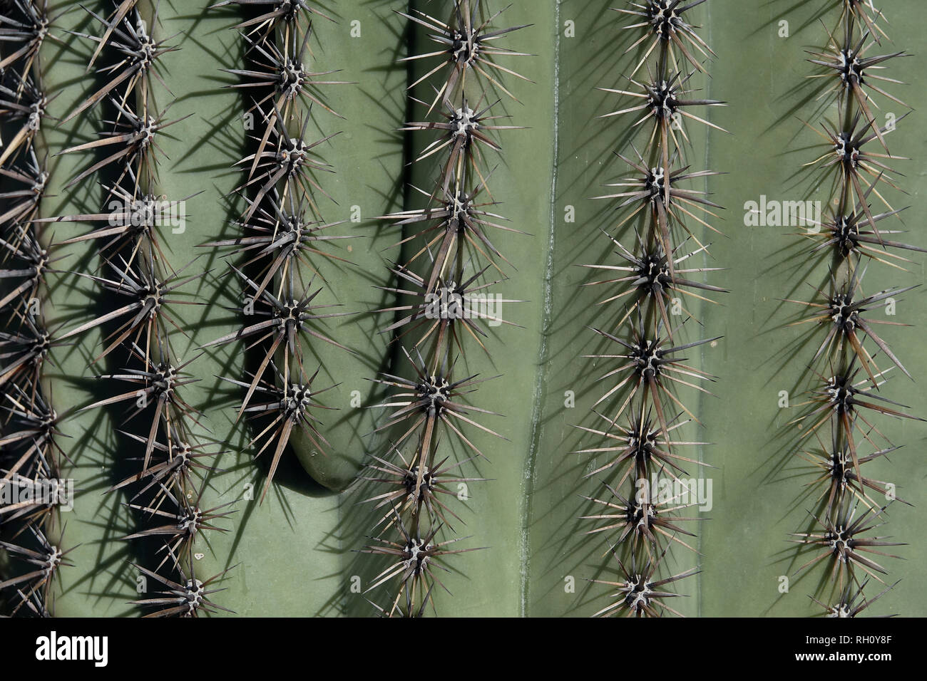 Cactus spines -Fotos und -Bildmaterial in hoher Auflösung – Alamy