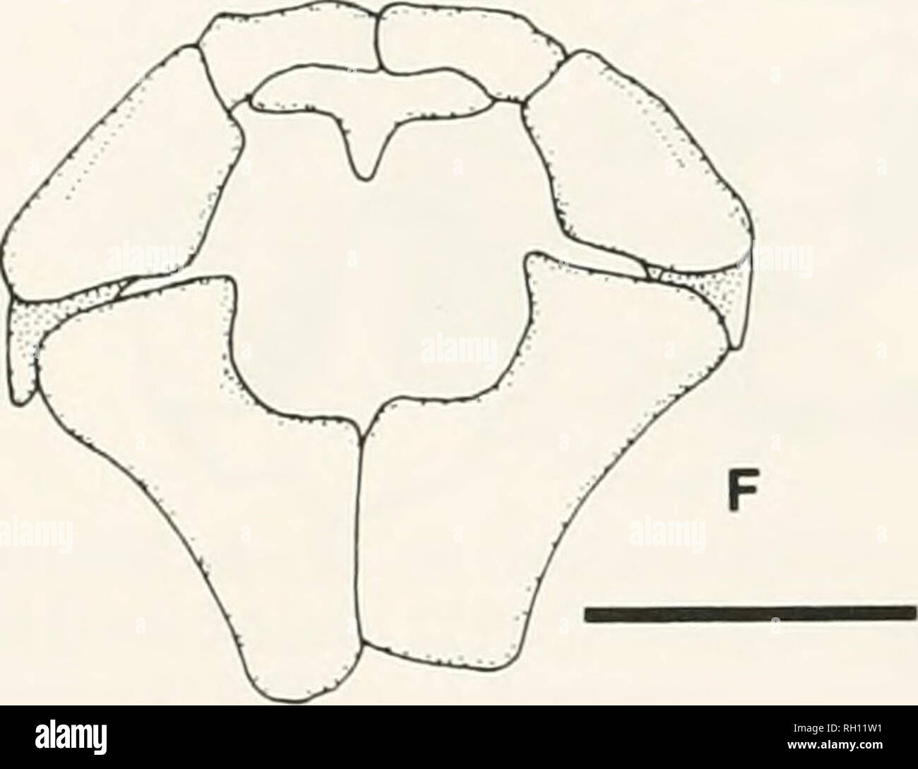 Nothosaurus nothosaurus -Fotos und -Bildmaterial in hoher Auflösung – Alamy