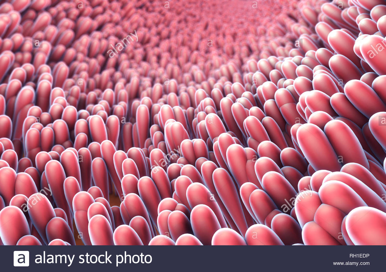 Menschlicher Dünndarm Stockfotos & Menschlicher Dünndarm Bilder - Alamy