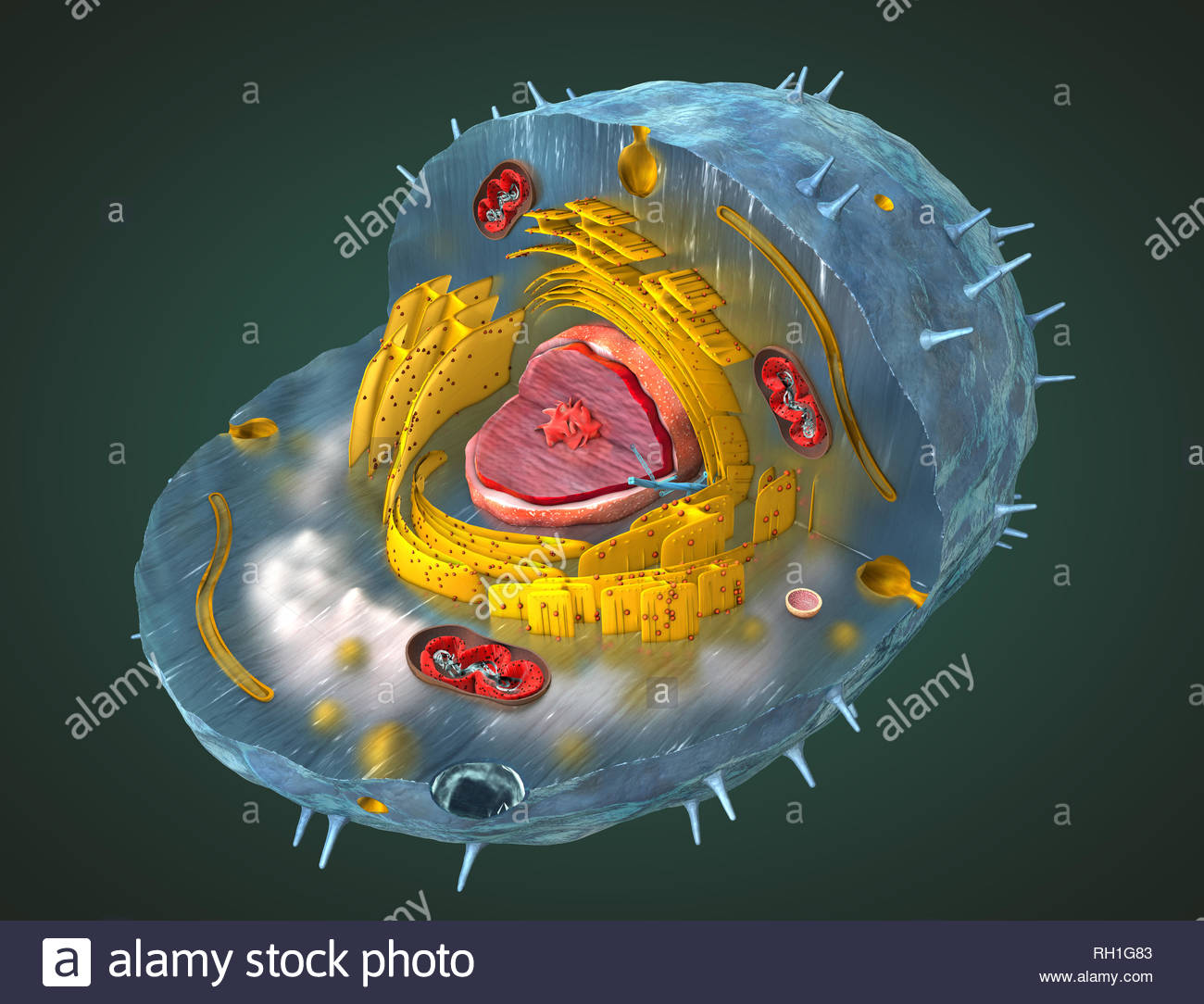 Menschliche Zelle Stockfotos & Menschliche Zelle Bilder - Alamy