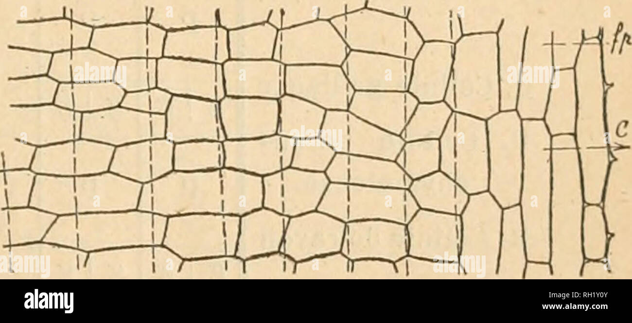 Faser natur -Fotos und -Bildmaterial in hoher Auflösung – Alamy