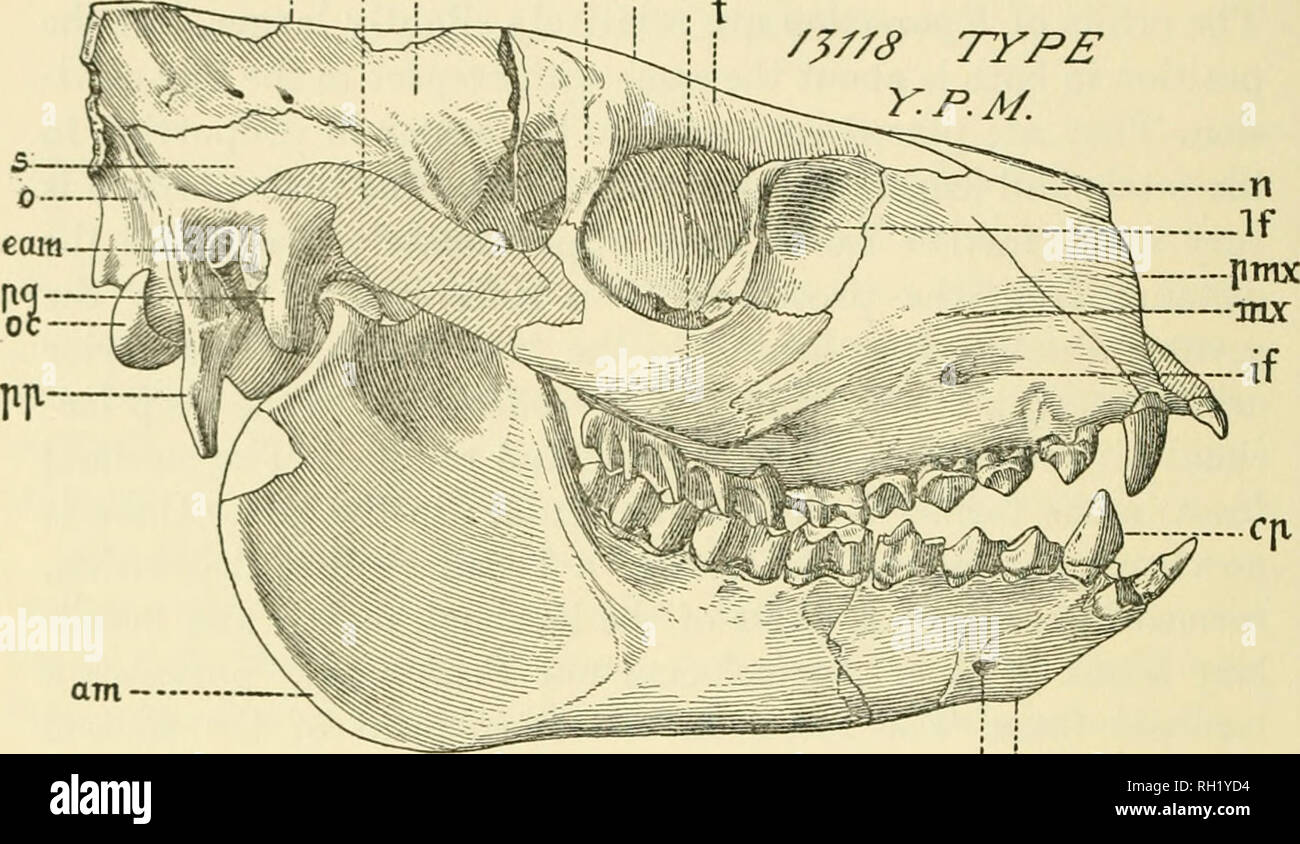External occipital crest -Fotos und -Bildmaterial in hoher Auflösung ...