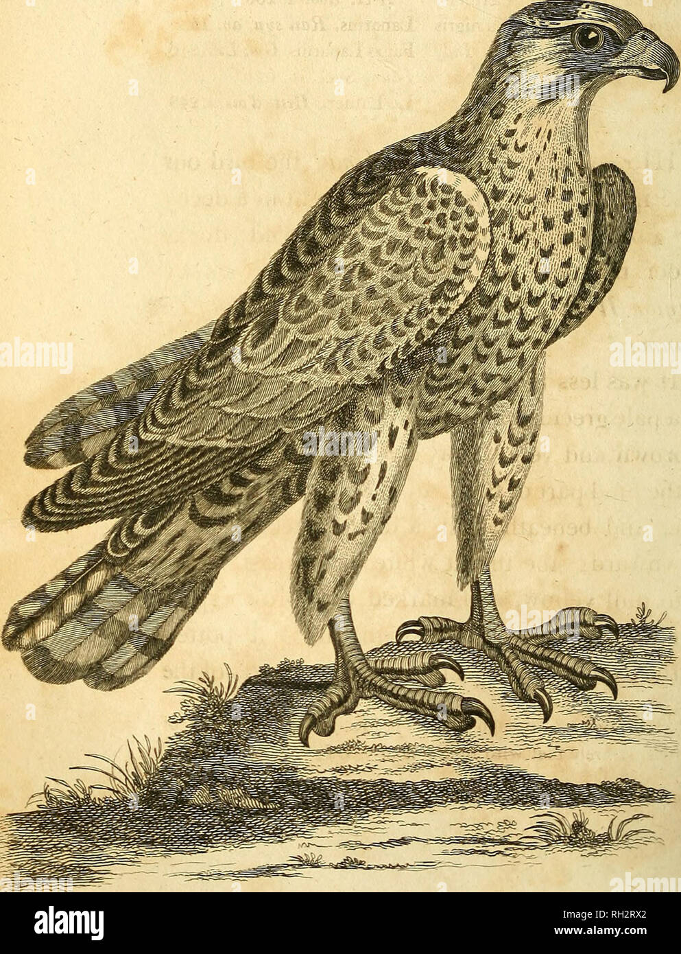 . Britische Zoologie. Zoologie; Wirbeltiere. Tl. ZXXUI. VOLJ.. F. 22". LANNER. Bitte beachten ...
