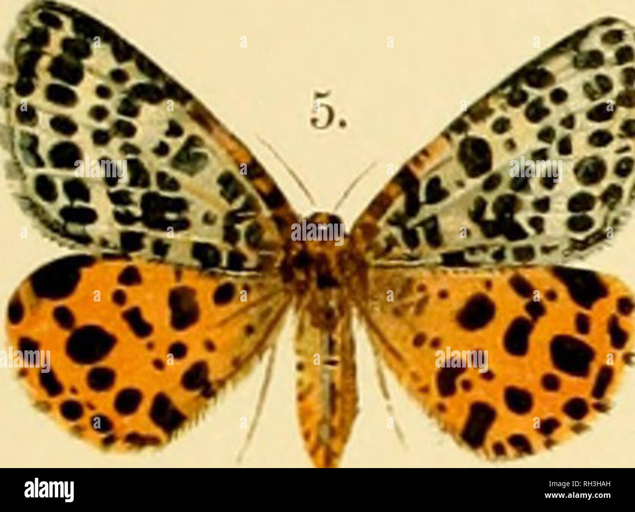 . Britische und Europäische Schmetterlinge und Motten (Macrolepidoptera ...