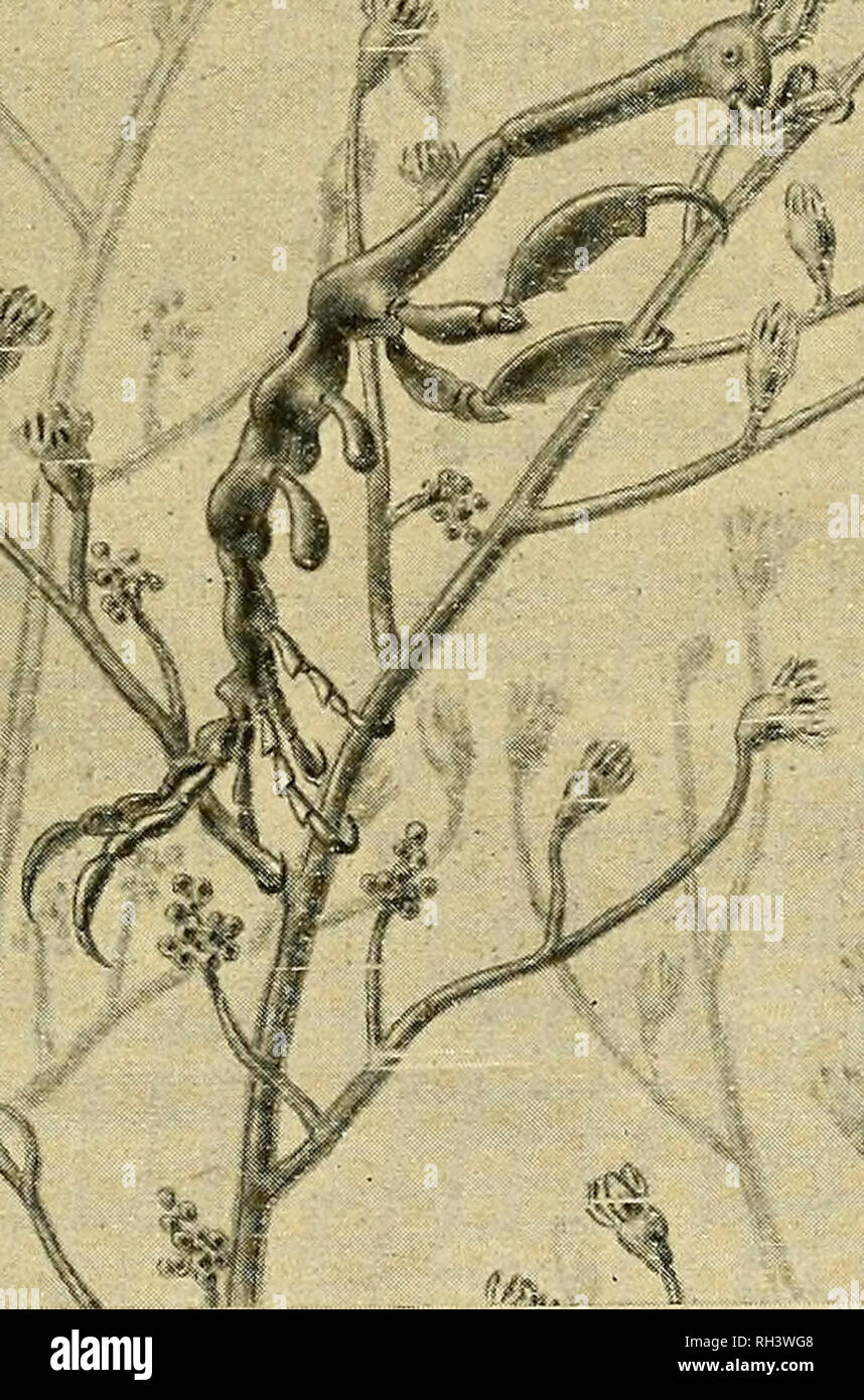 Phronima sedentaria -Fotos und -Bildmaterial in hoher Auflösung – Alamy