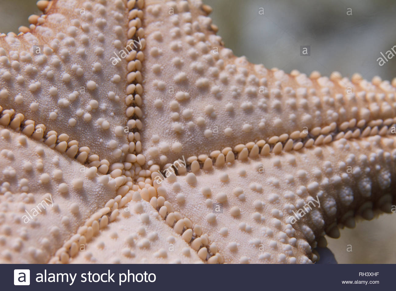 Seestern Mund Stockfotos & Seestern Mund Bilder - Alamy