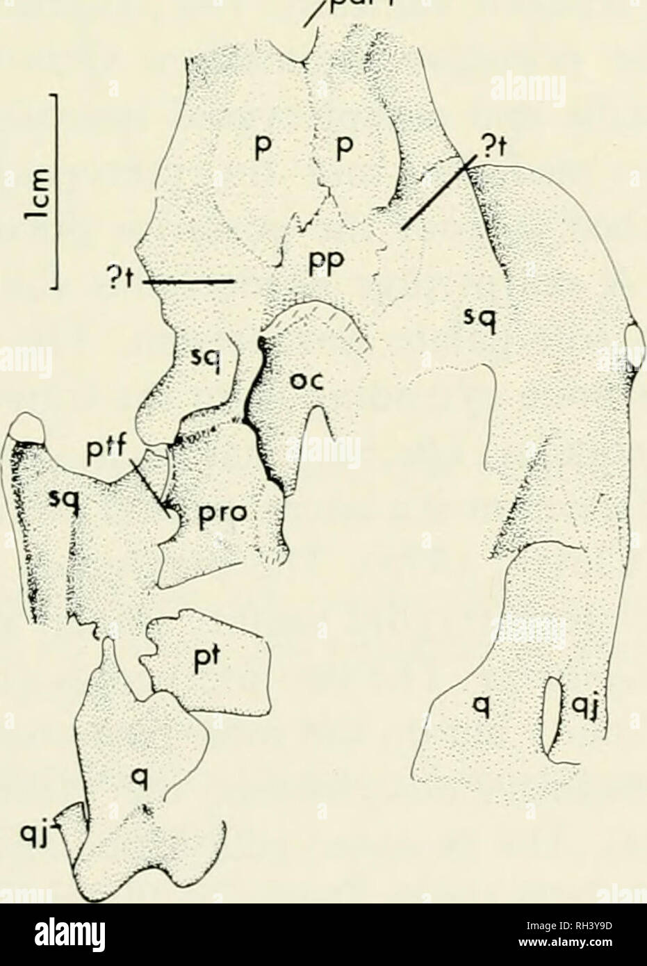 Lateraler Kondylus Stockfotos und -bilder Kaufen - Alamy