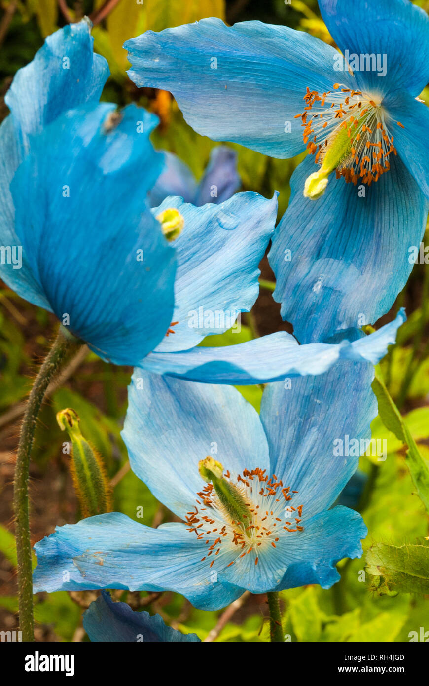 Meconopsis lingholm blaue mohnblumen -Fotos und -Bildmaterial in hoher ...