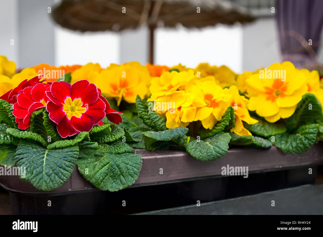 Polyanthus hybrid -Fotos und -Bildmaterial in hoher Auflösung – Alamy