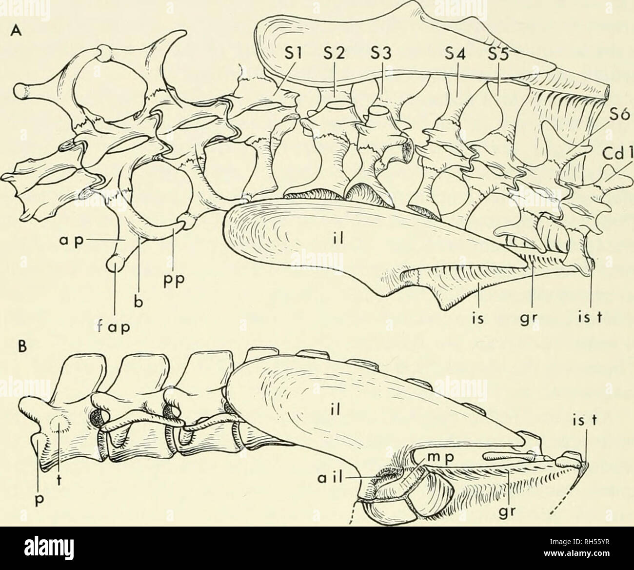 Tuberositas Ischiadicum Stockfotos und -bilder Kaufen - Alamy