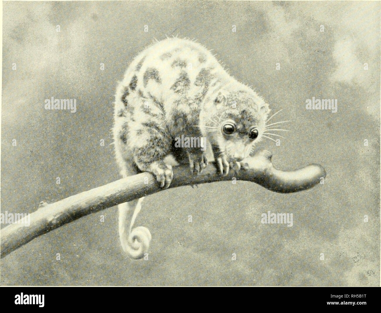 Phalanger Maculatus Stockfotos und -bilder Kaufen - Alamy