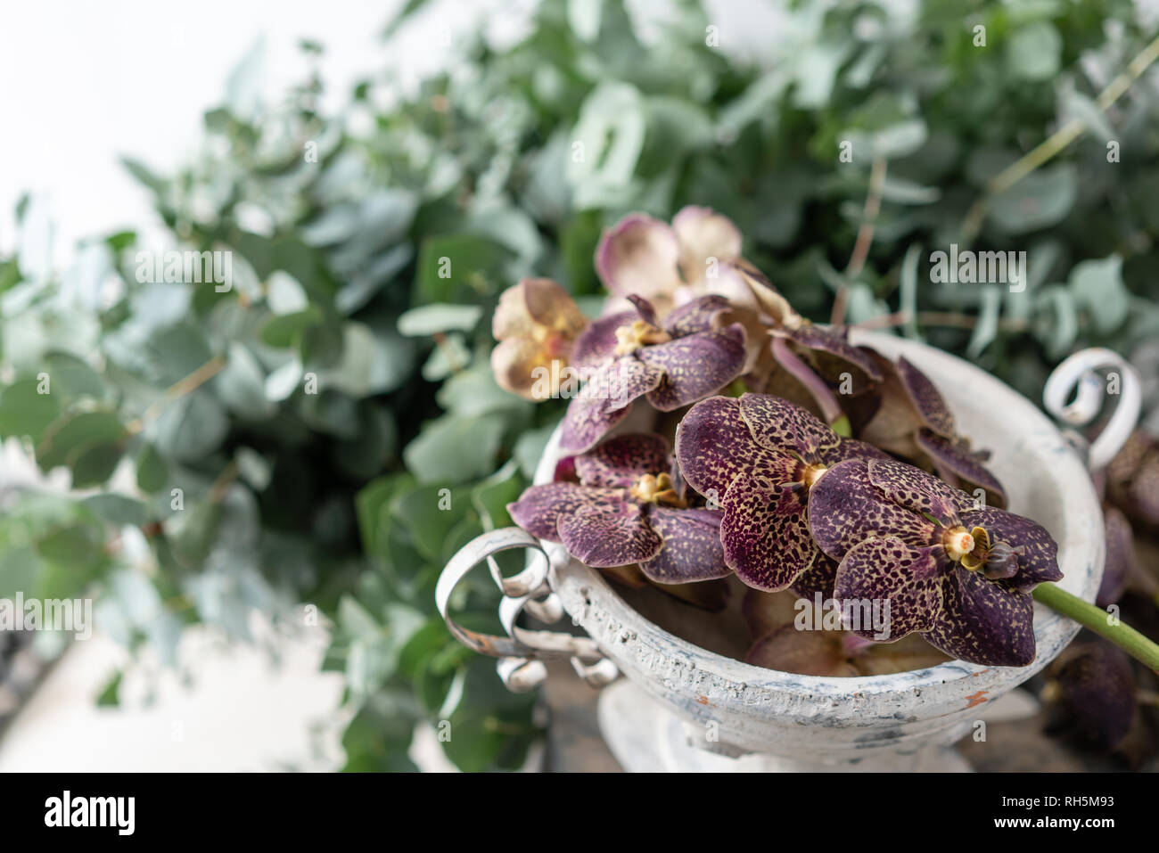 Wanda orchidee -Fotos und -Bildmaterial in hoher Auflösung – Alamy