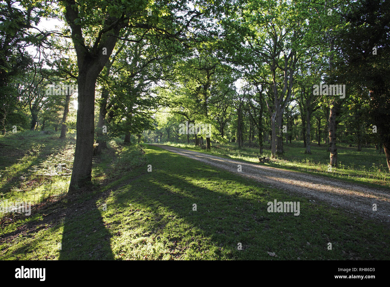Broomy inkl -Fotos und -Bildmaterial in hoher Auflösung – Alamy