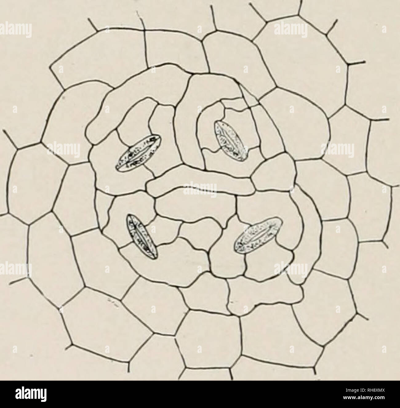 Hoja de begonia microscopio -Fotos und -Bildmaterial in hoher Auflösung ...
