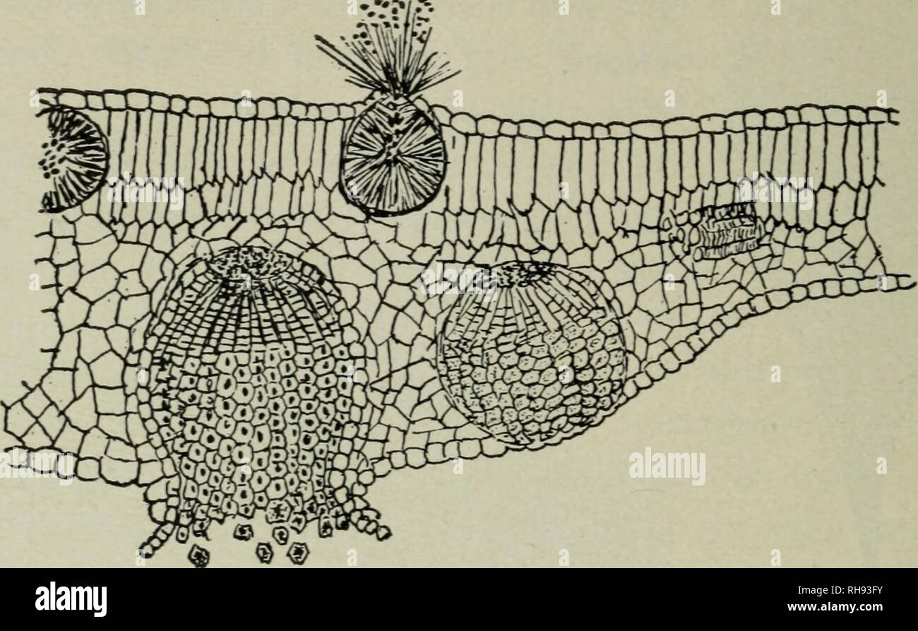 Befallenes weizenblatt -Fotos und -Bildmaterial in hoher Auflösung – Alamy