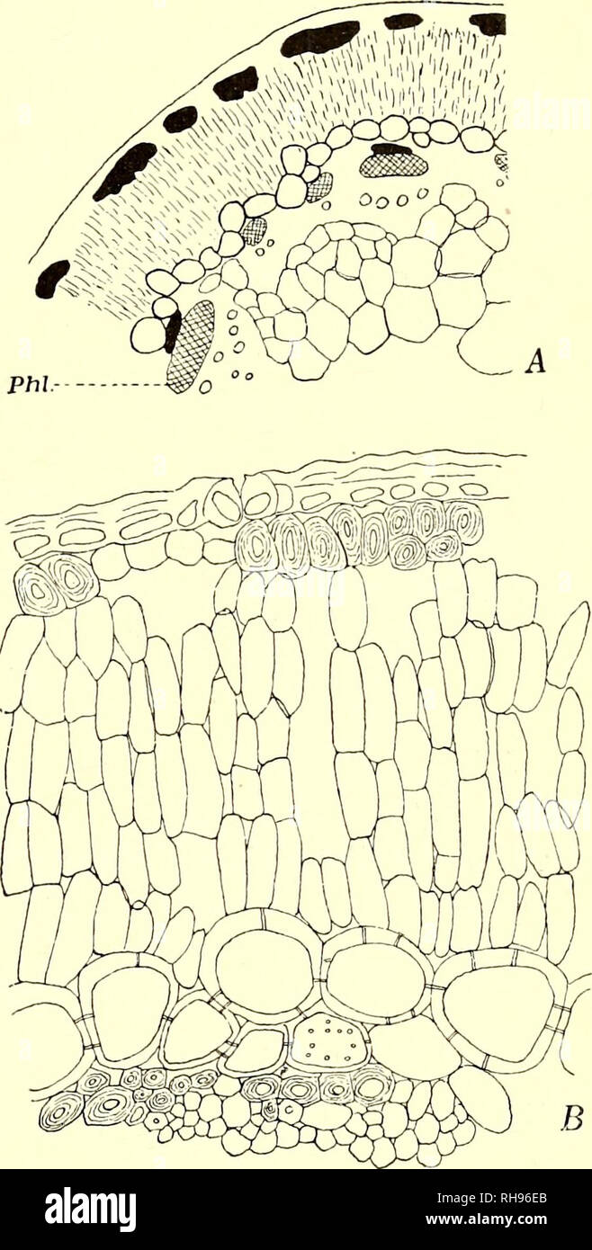 . Botanisk Tidsskrift". Botanik; Pflanzen; pflanzen. - 205 - D ...
