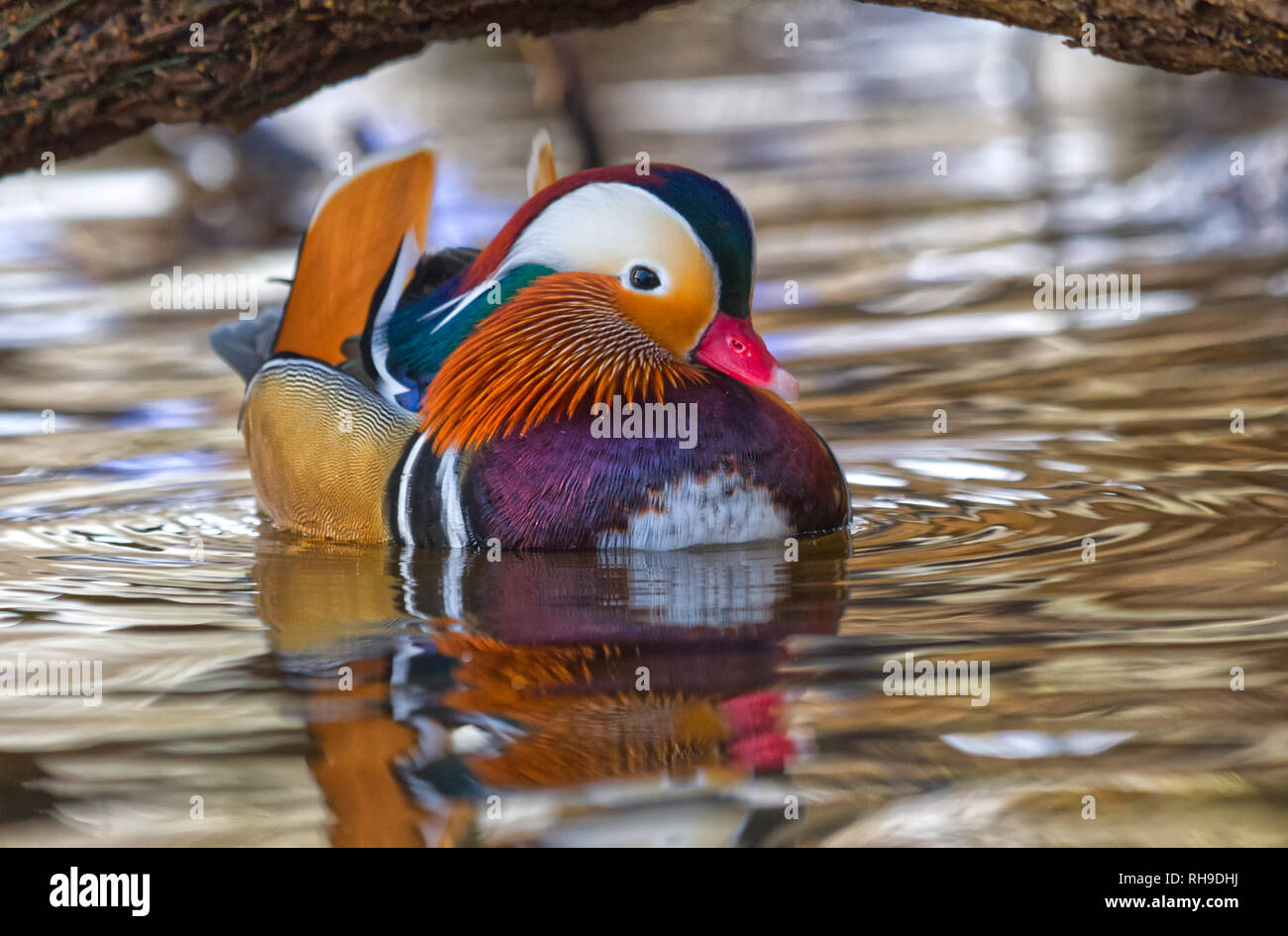 Mottled flanks -Fotos und -Bildmaterial in hoher Auflösung – Alamy