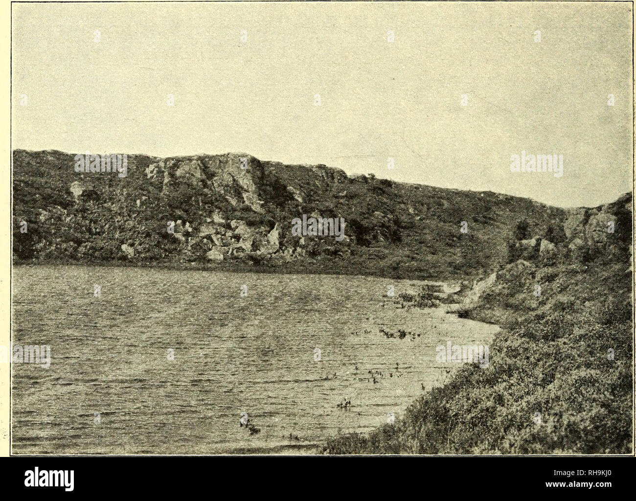 Ptilidium ciliare -Fotos und -Bildmaterial in hoher Auflösung – Alamy