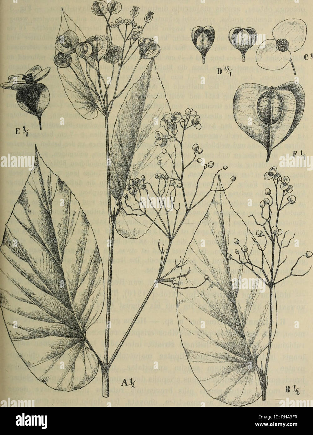 . Botanische Jahrbu? cher fu?r Systematik, Pflanzengeschichte und ...