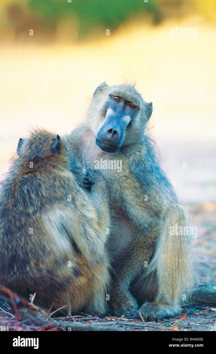 Tschakma paviane -Fotos und -Bildmaterial in hoher Auflösung – Alamy