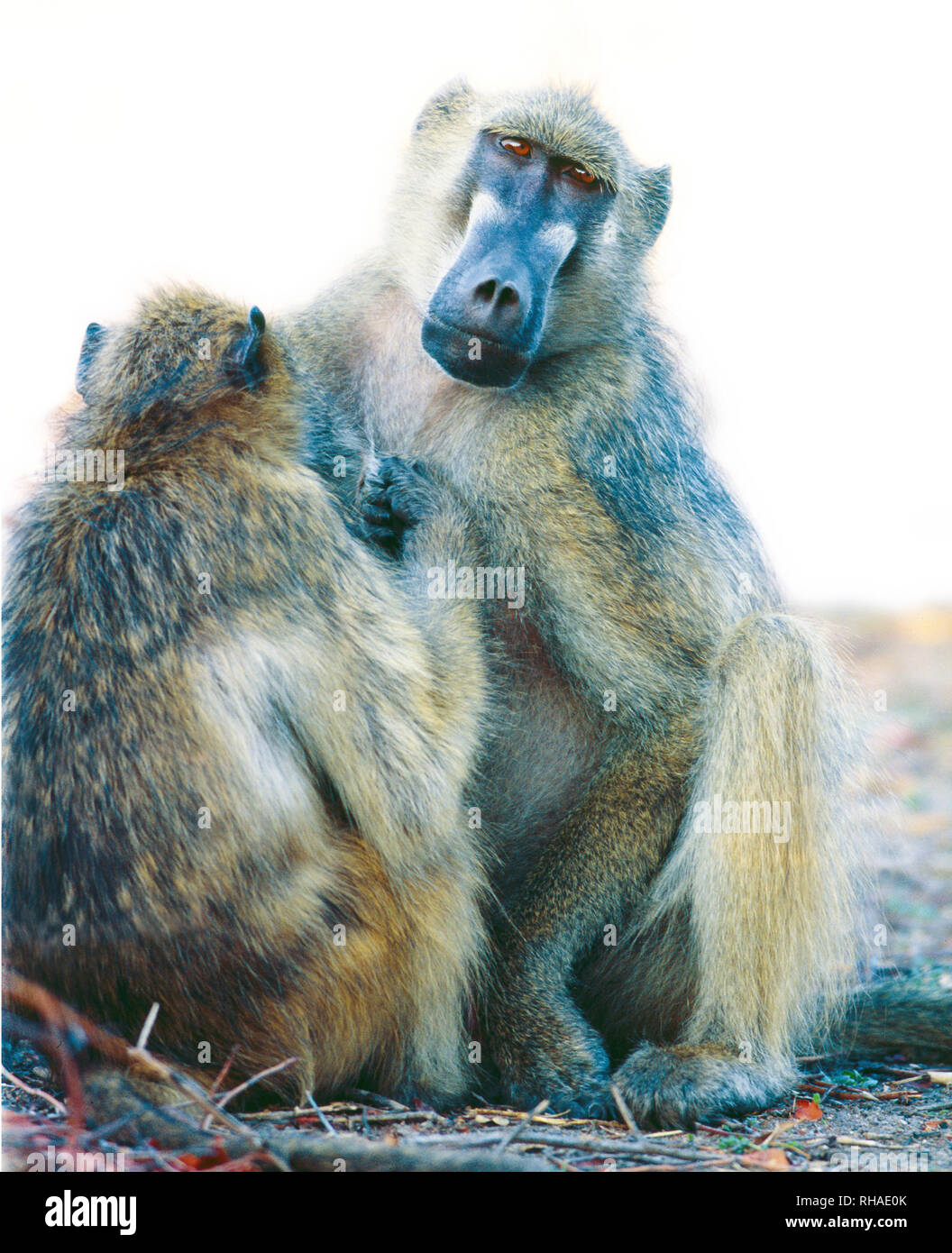 Tschakma paviane -Fotos und -Bildmaterial in hoher Auflösung – Alamy