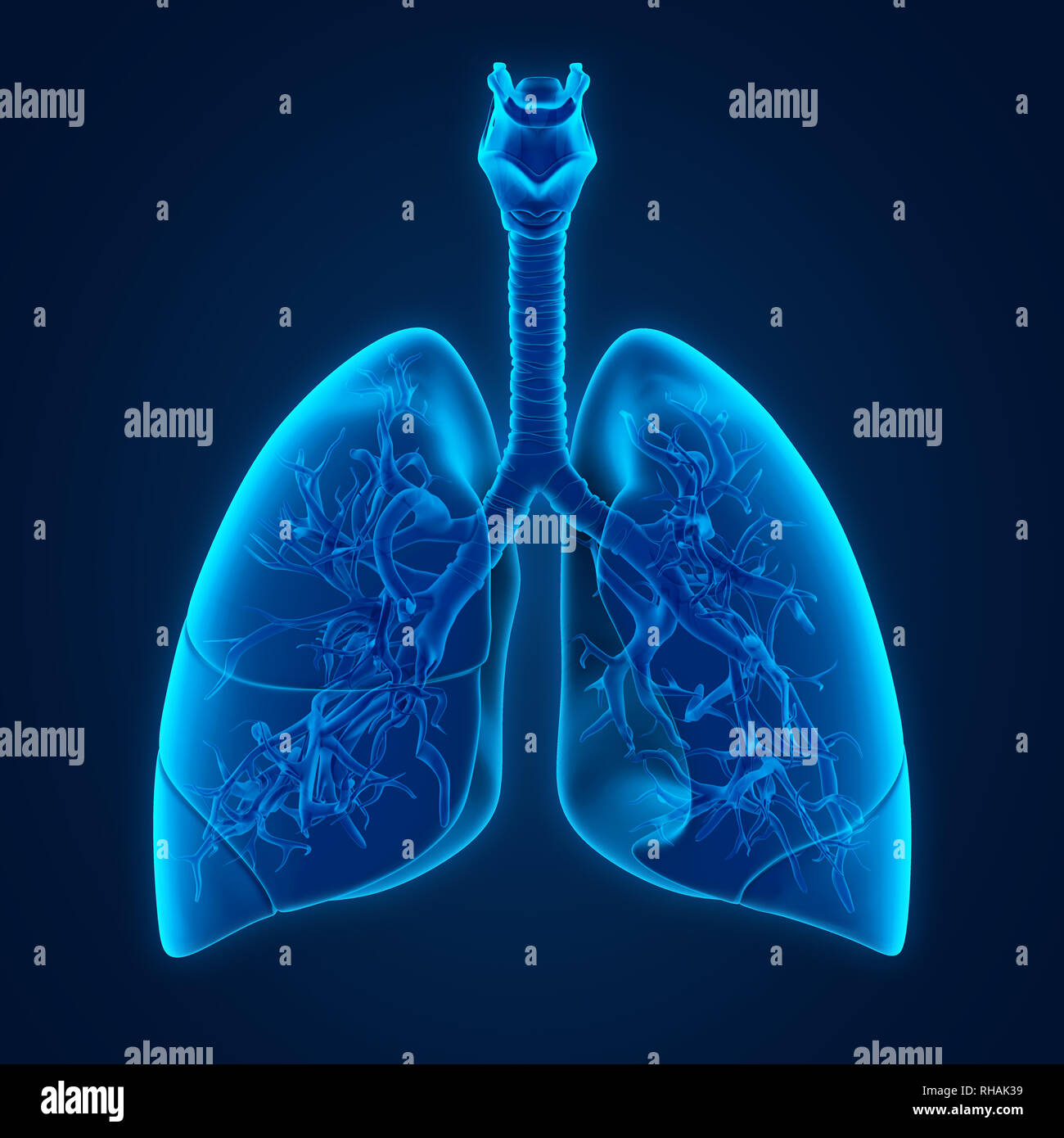 Pulmones humanos anatomia -Fotos und -Bildmaterial in hoher Auflösung ...