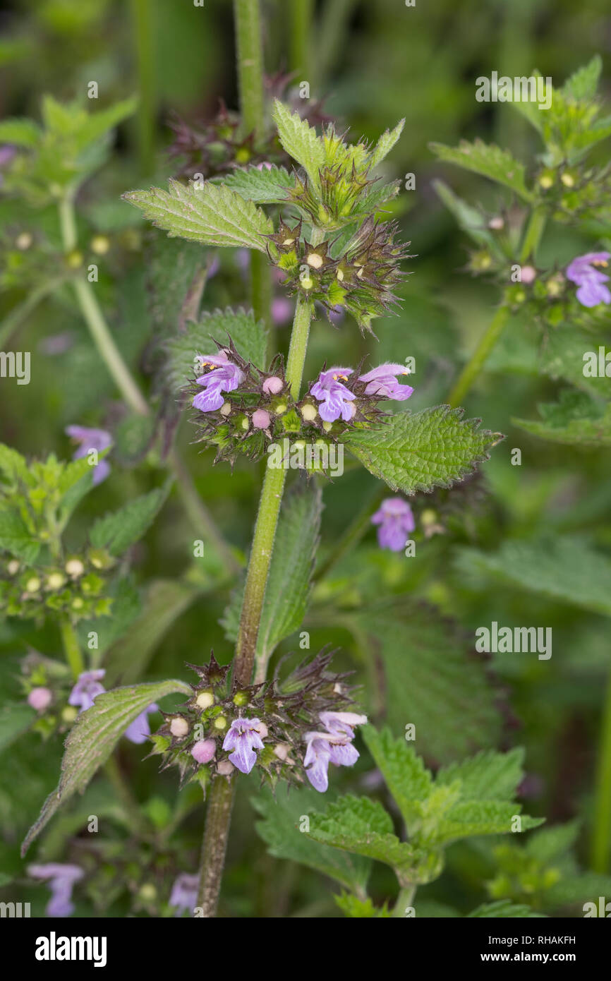 Schwarznessel, Schwarz-Nessel, Stink-Andorn, Stinkandorn, Schwarzer ...