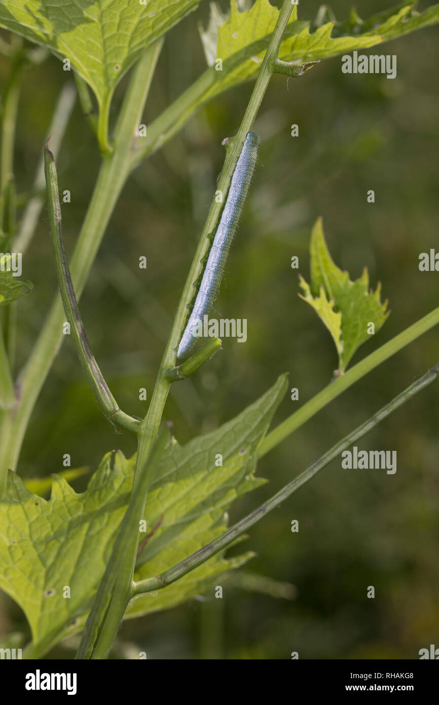 Raupe tarnung -Fotos und -Bildmaterial in hoher Auflösung – Alamy