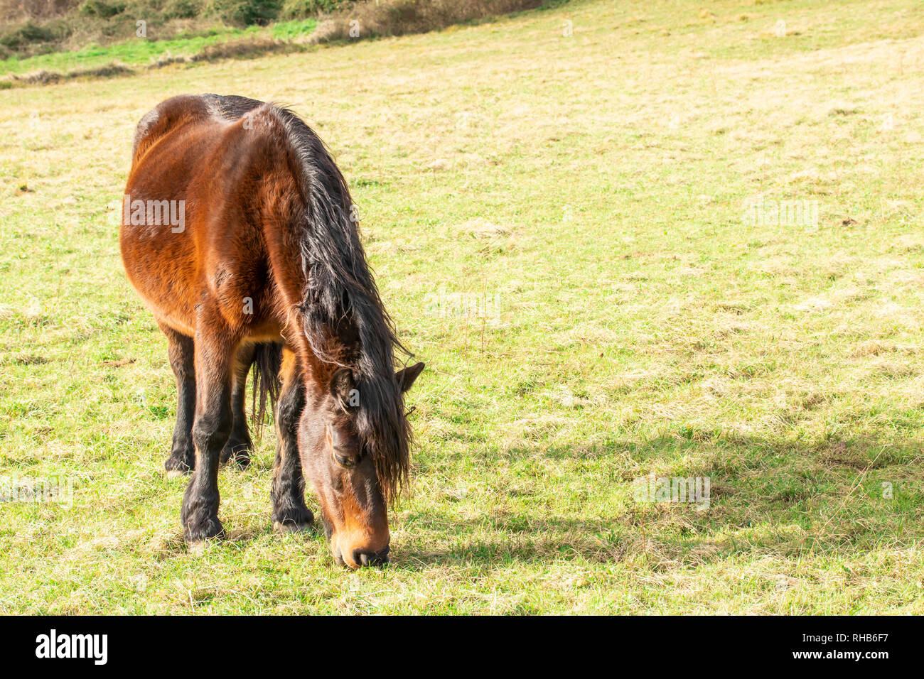 Schöne rote Pferd mit einem langen schwarzen Mähne in der Feder ...