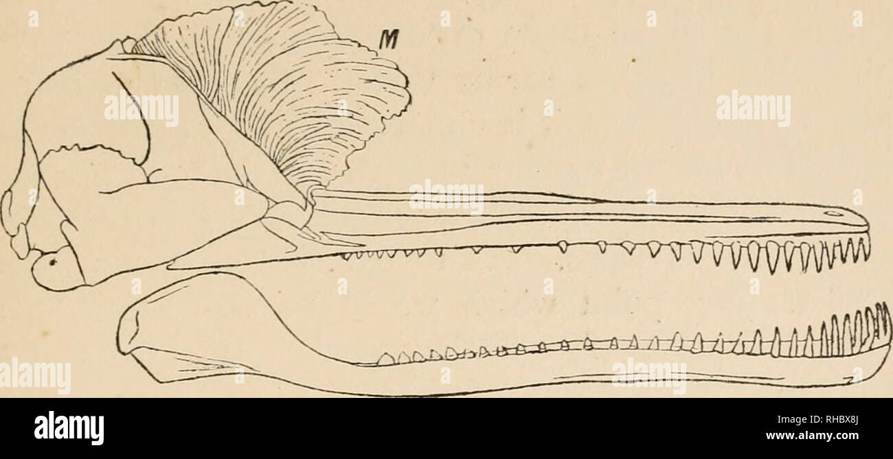 . Ein Buch der Wale. Die Wale. Anomale Delphine 295 bemerkenswert im ...