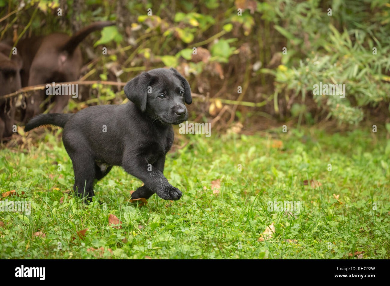 Junger Schwarzer Labrador Stockfotos und -bilder Kaufen - Alamy