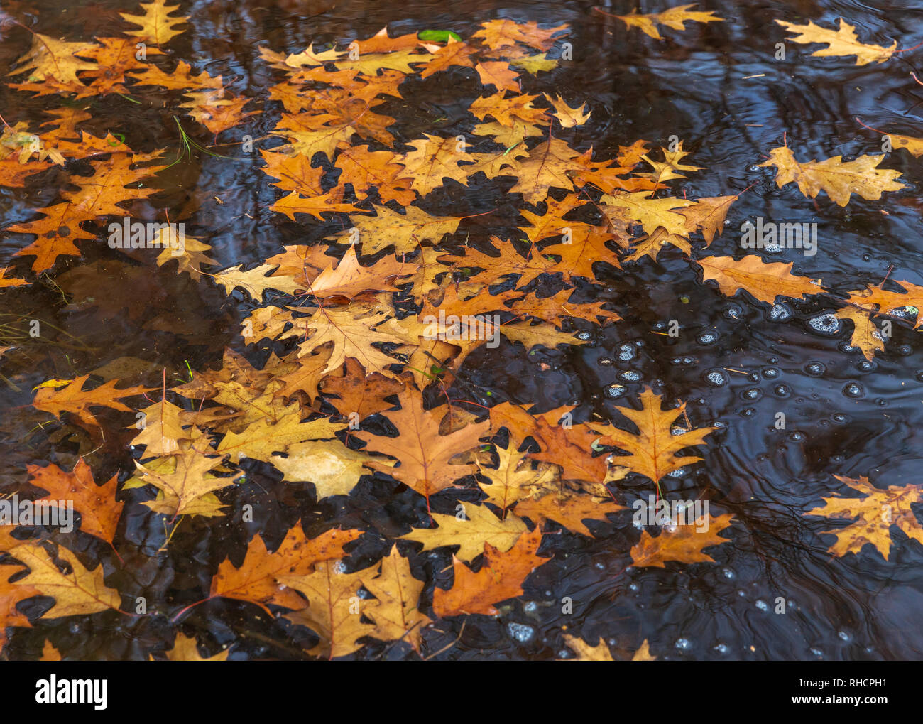 American red oak leaf quercus rubra -Fotos und -Bildmaterial in hoher ...