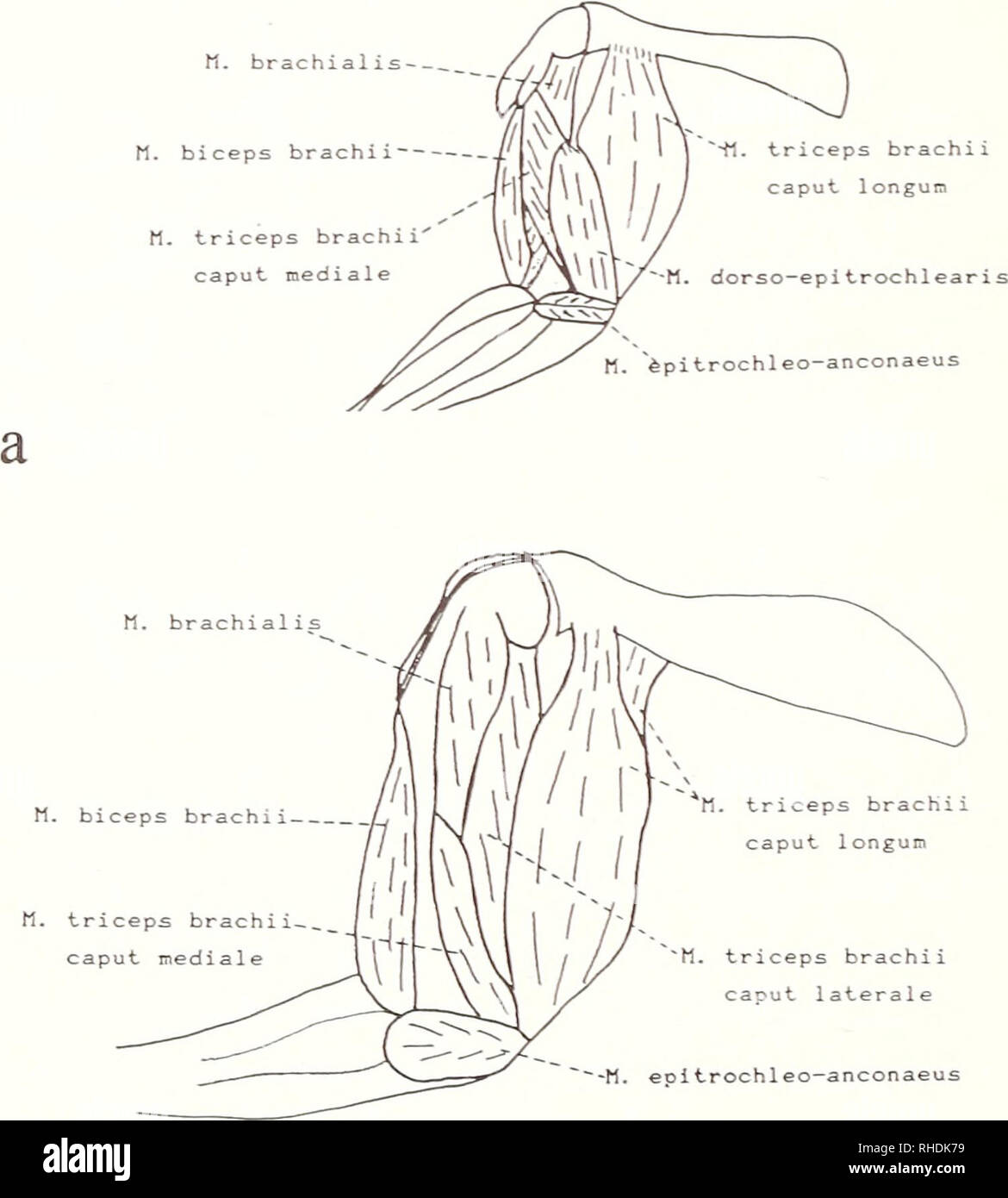 Triceps brachii caput longum -Fotos und -Bildmaterial in hoher ...