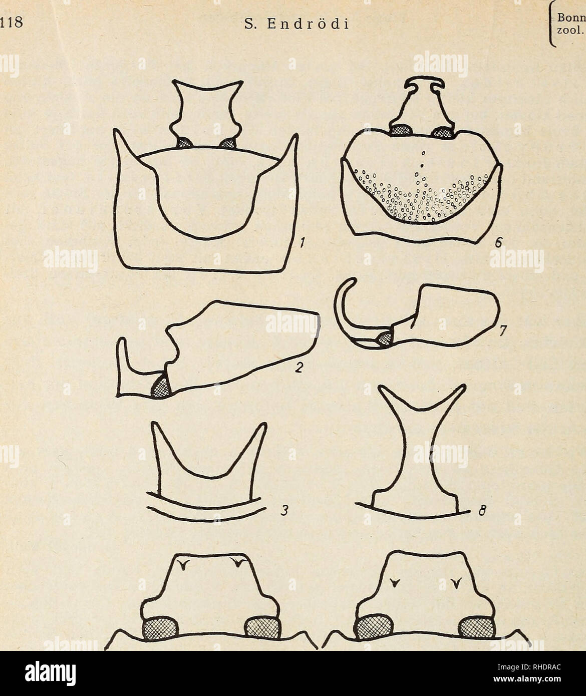 Kopf und halsschild -Fotos und -Bildmaterial in hoher Auflösung – Alamy