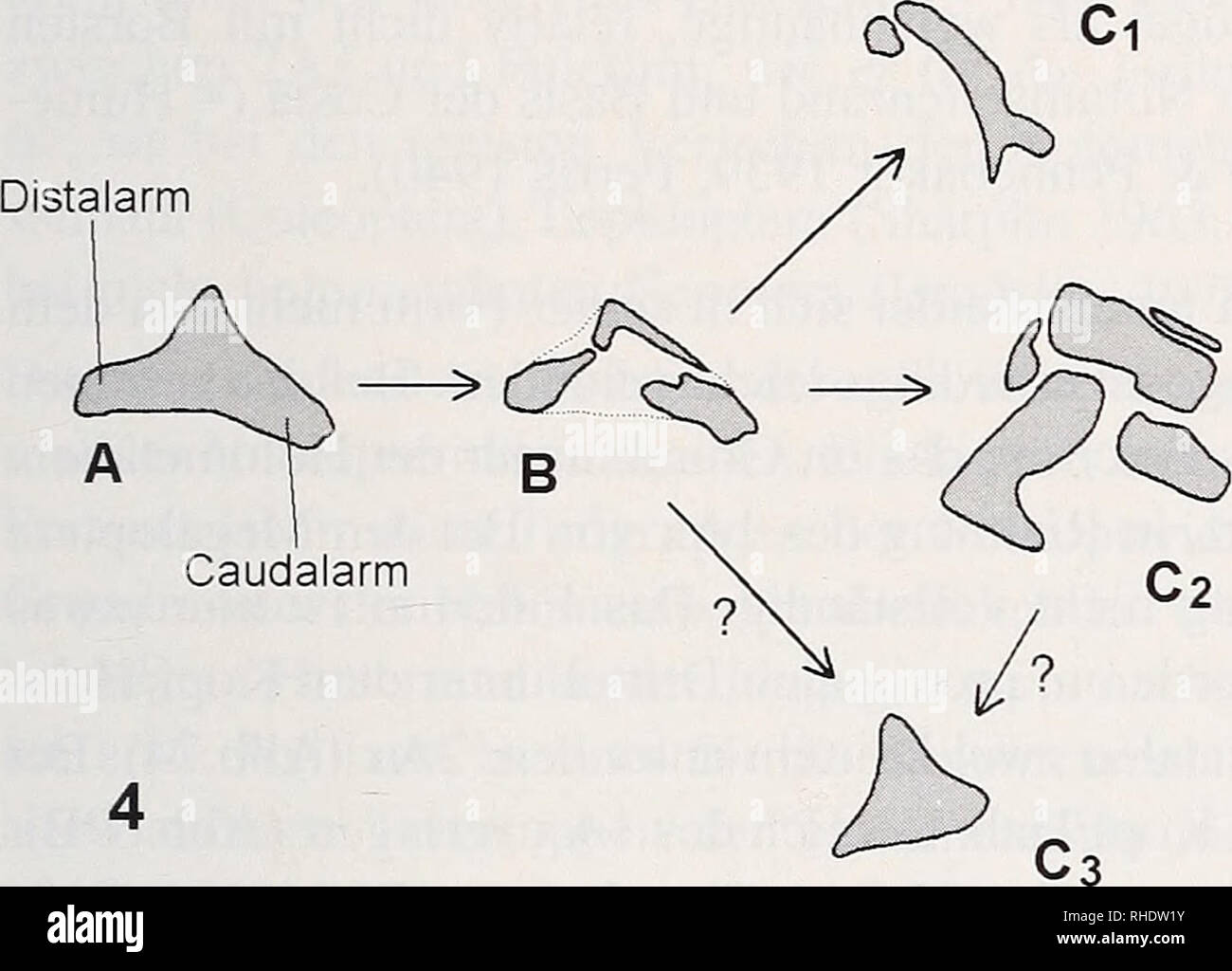 . Bonner zoologische nach 1550. Zoologie. 55 Postalarami sind gut ...