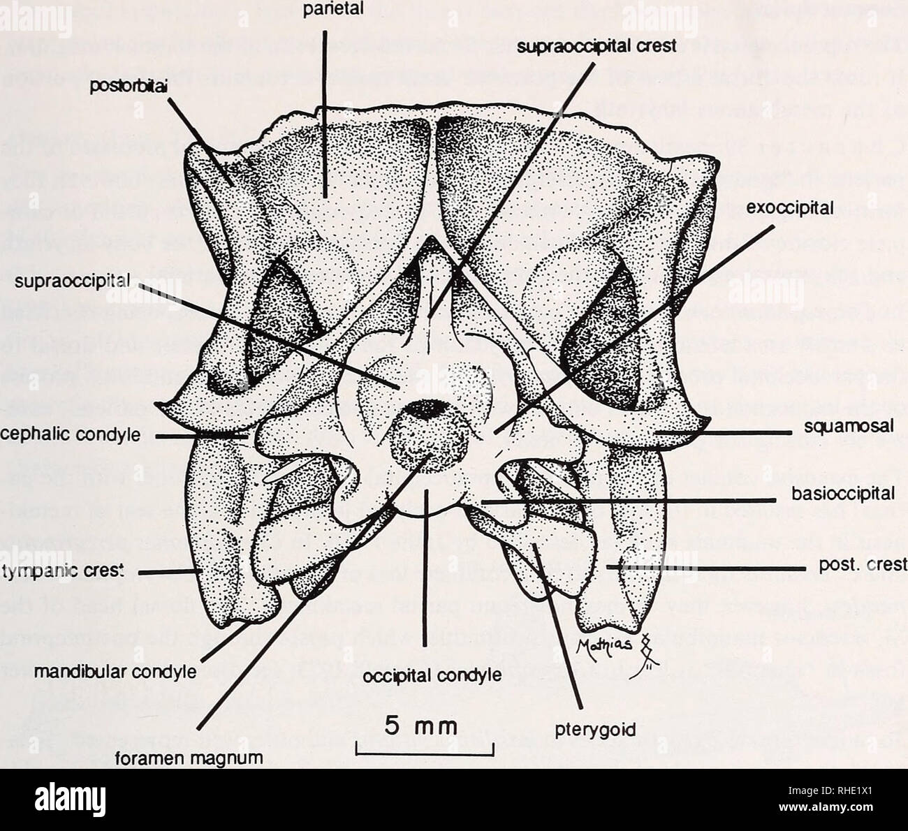 Fossa Pterygoidea Stockfotos und -bilder Kaufen - Alamy