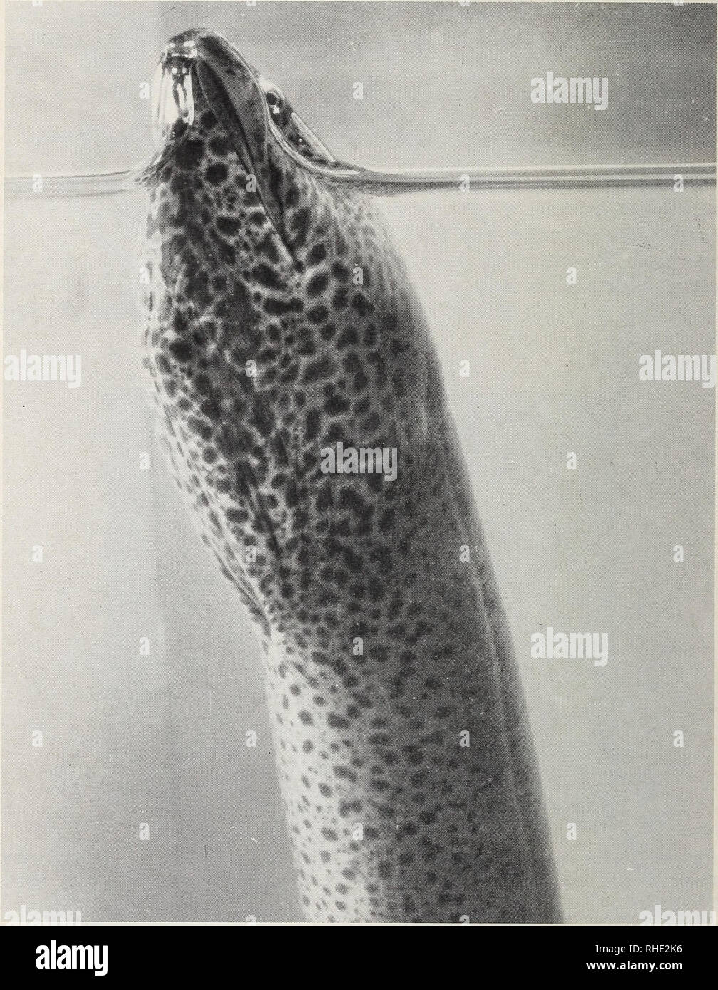 Alexander luft -Fotos und -Bildmaterial in hoher Auflösung – Alamy