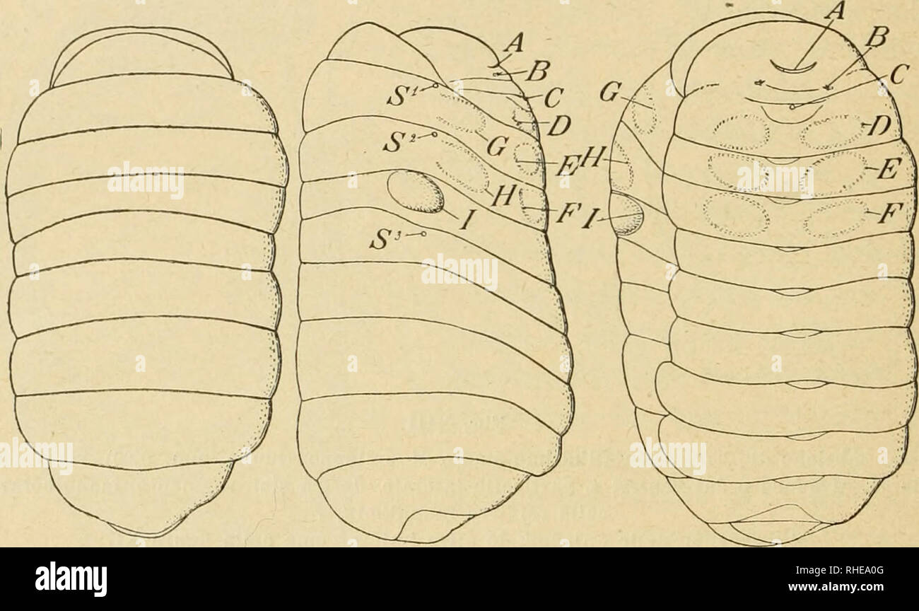 Sistema respiratorio -Fotos und -Bildmaterial in hoher Auflösung – Alamy