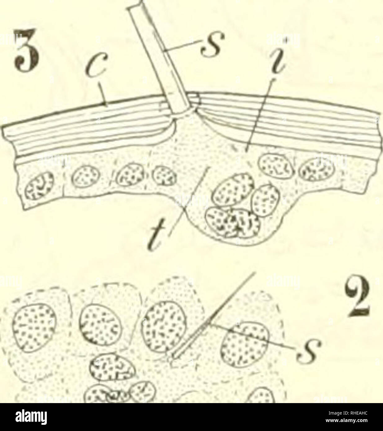 Organi addominali -Fotos und -Bildmaterial in hoher Auflösung – Alamy